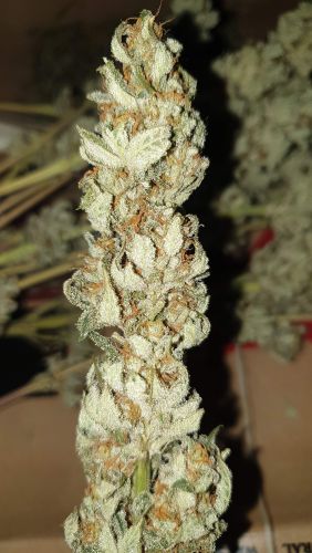 Skywalker OG Strain Info / Skywalker OG Weed By ILGM - GrowDiaries