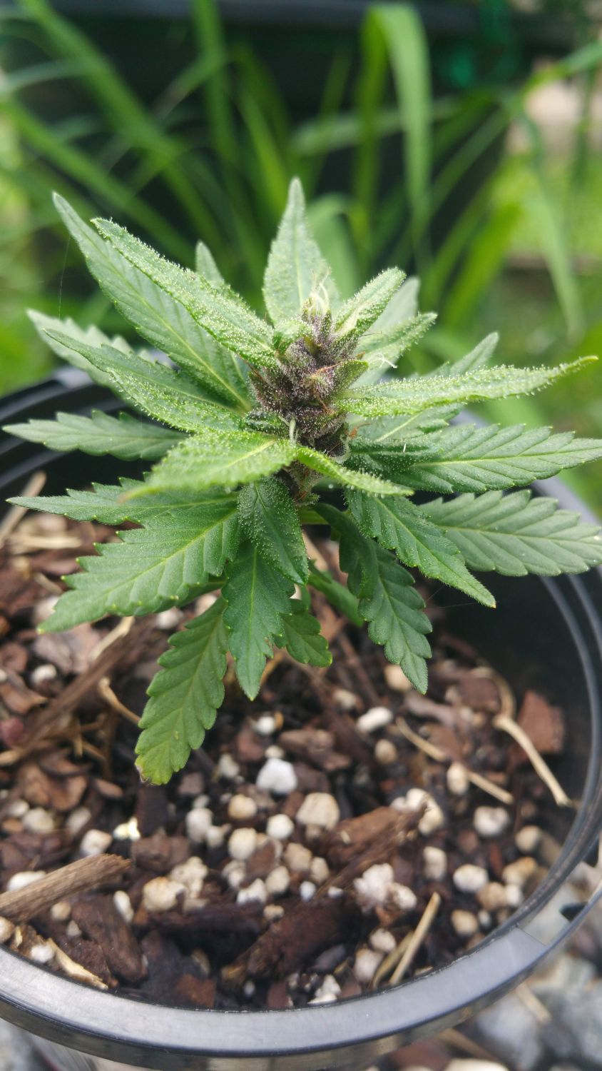 Sour Daddy Auto Strain Info / Sour Daddy Auto Weed By New420Guy Seeds ...