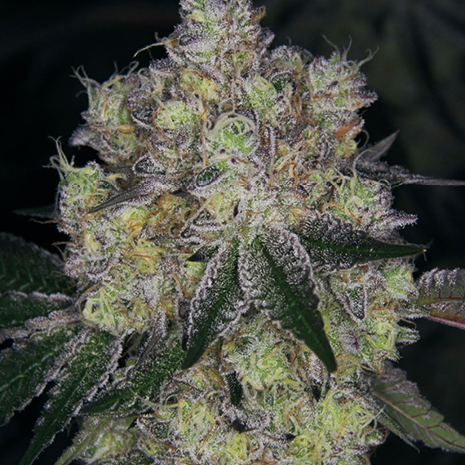 Purple dosi punch Strain Info / Purple dosi punch Weed By Growers ...