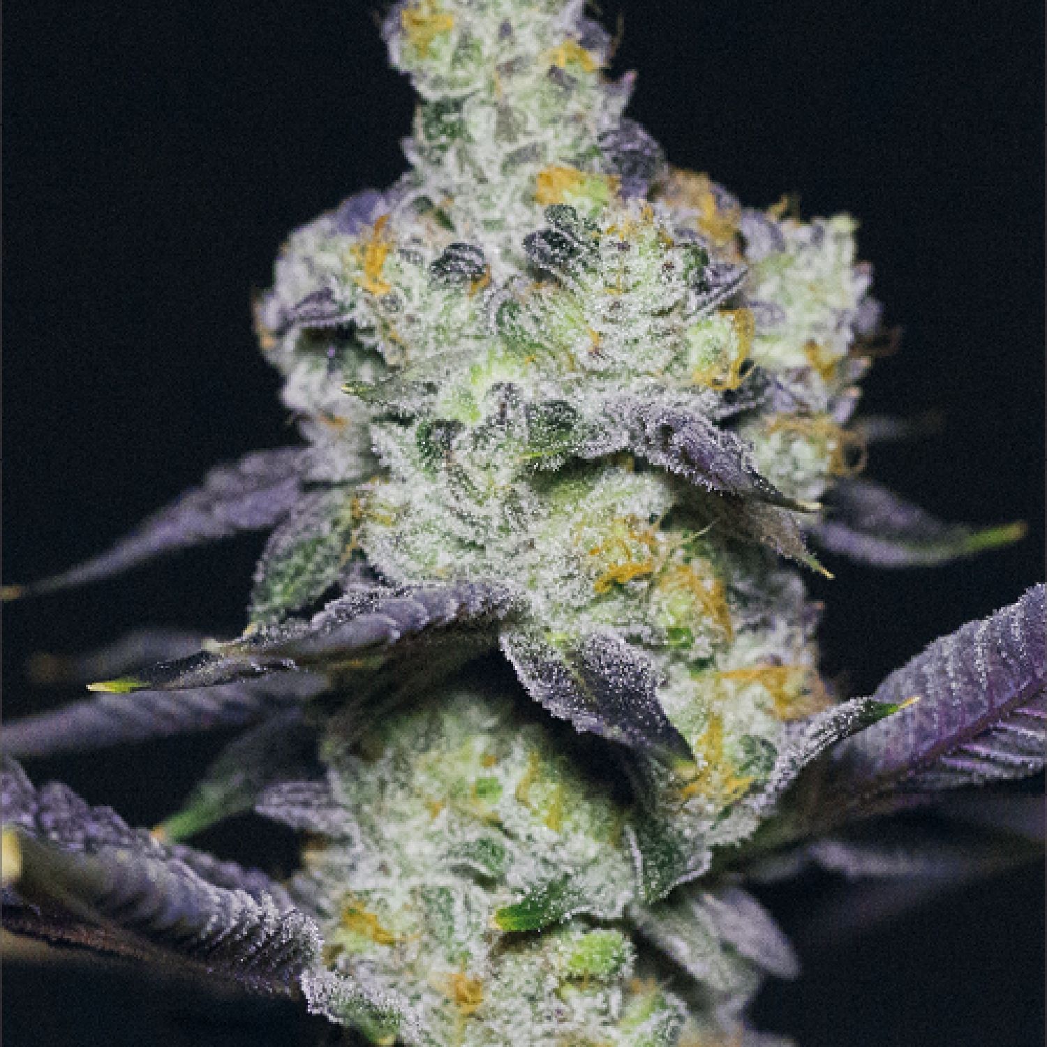 Blue dream sherbet Strain Info / Blue dream sherbet Weed By Growers ...