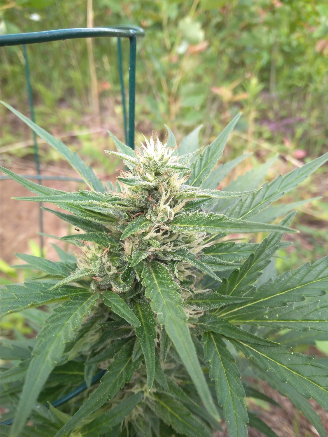 Santa Marta Haze Autoflower Strain Info / Santa Marta Haze Autoflower ...