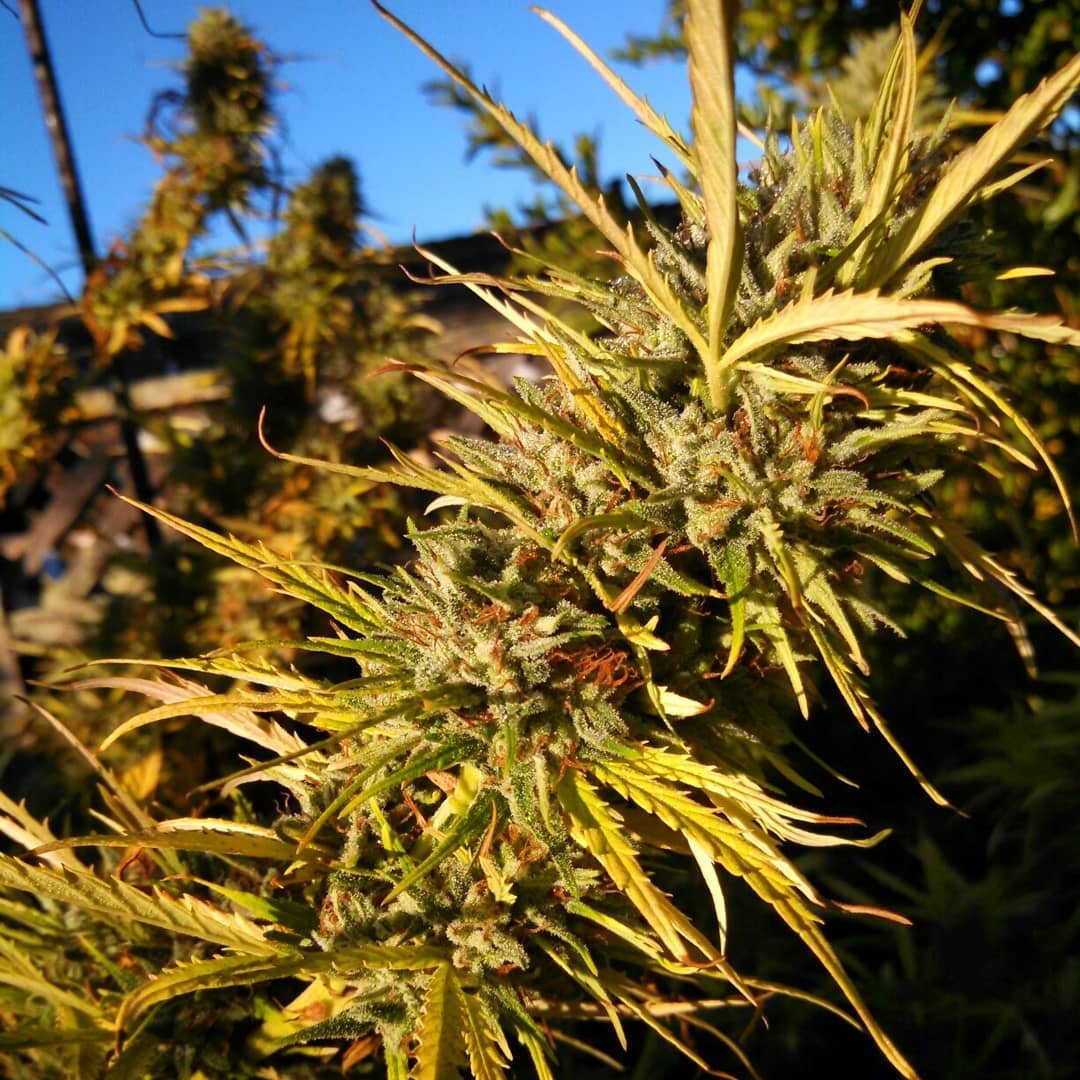 Malawi x Panama Strain Info / Malawi x Panama Weed By ACE Seeds ...