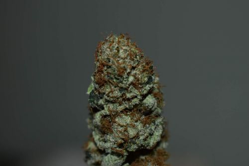 Blackberry Moonrocks® Strain Info / Blackberry Moonrocks® Weed By ...
