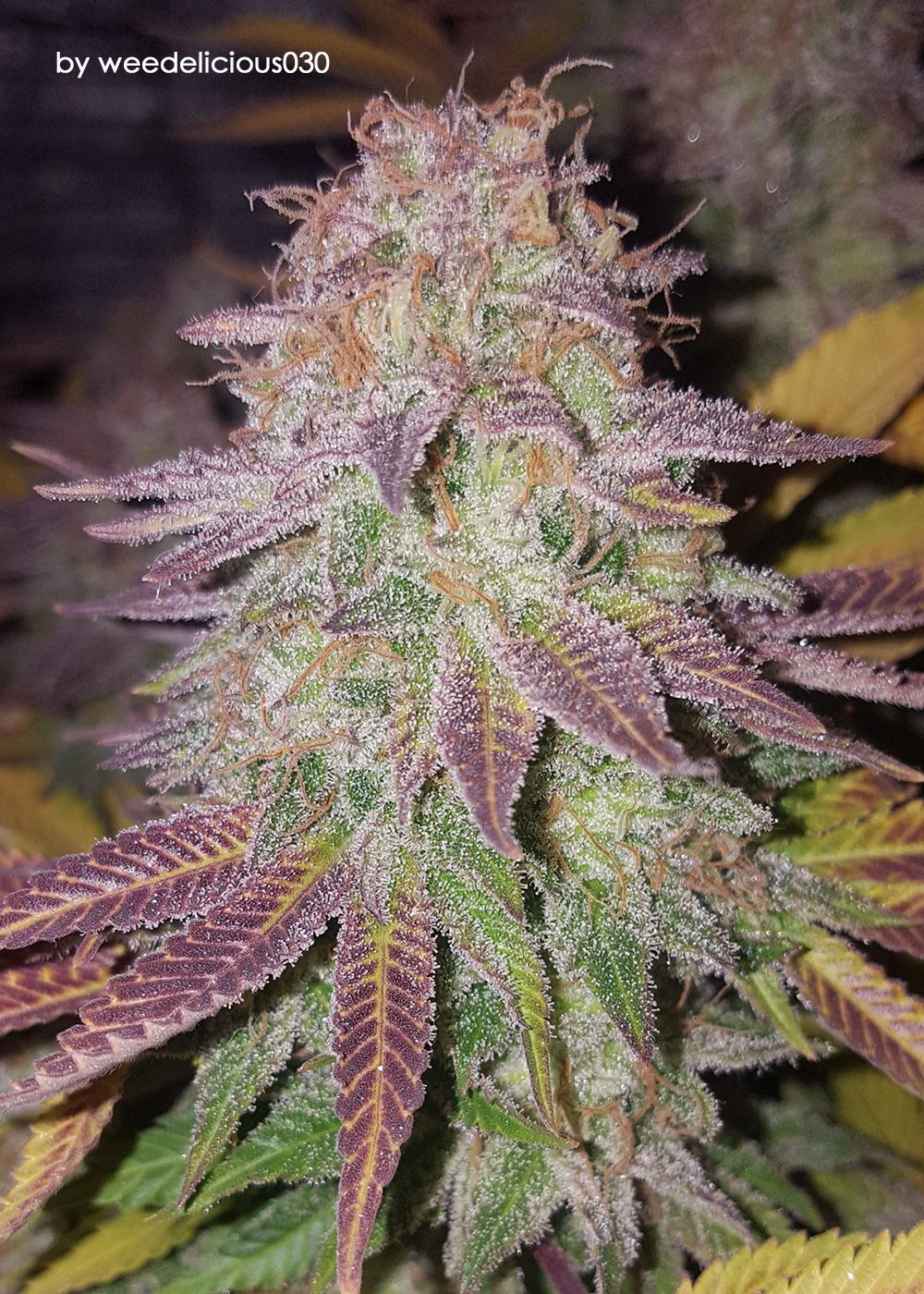 Slurricane Strain Info / Slurricane Weed By Anesia Seeds - GrowDiaries
