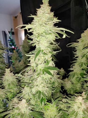 Rainbows Strain Info / Rainbows Weed By BSF Seeds - GrowDiaries