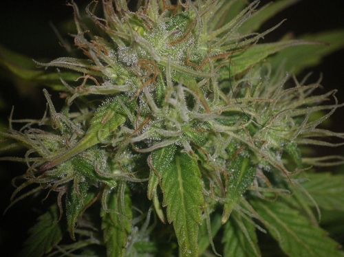 Blueberry Auto Strain Info / Blueberry Auto Weed By Seedsman - GrowDiaries