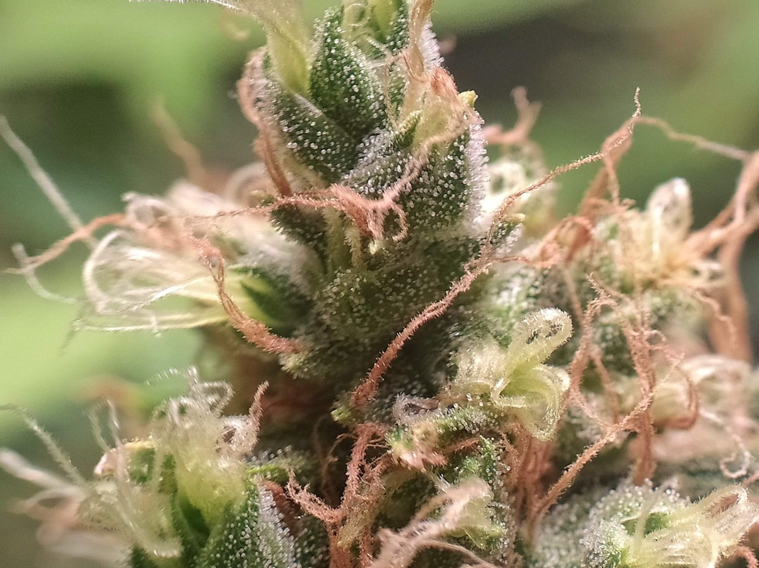 Durban Poison Strain Info / Durban Poison Weed By Nirvana - GrowDiaries