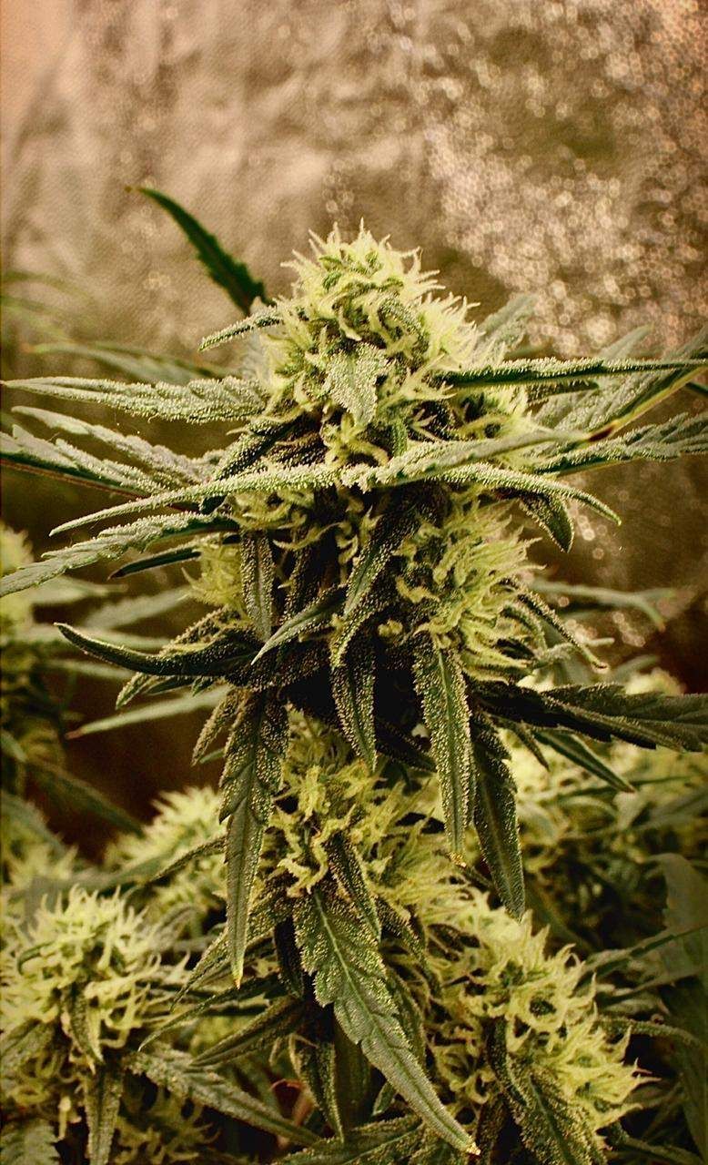 Moby-D XXL Auto Strain Info / Moby-D XXL Auto Weed By BSF Seeds ...