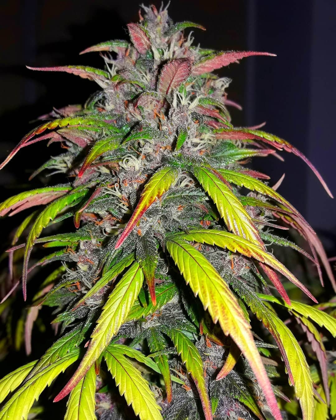 Red Critical Auto Strain Info / Red Critical Auto Weed By BSF Seeds - GrowDiaries