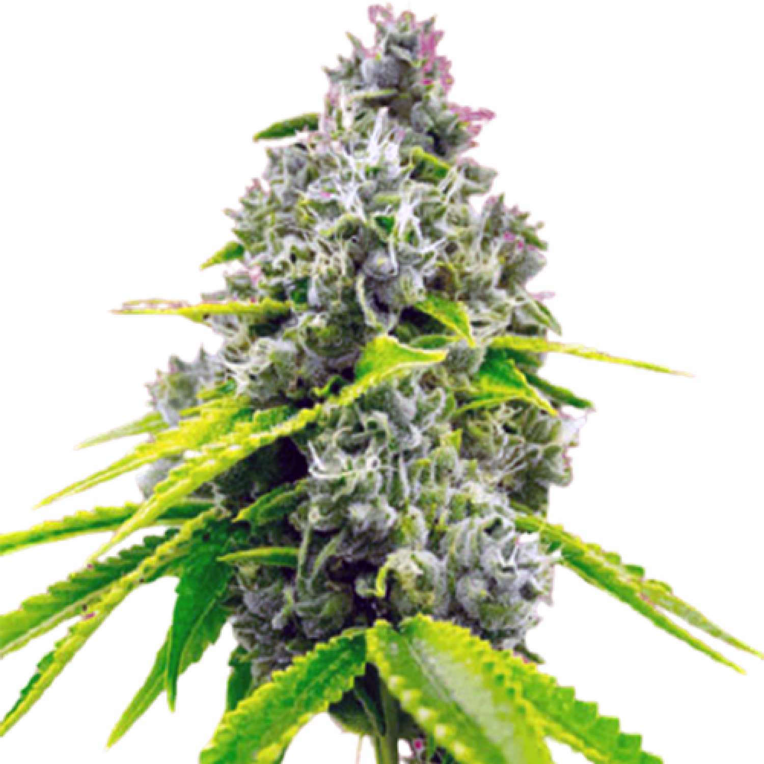 Chocolope Fem Strain Info / Chocolope Fem Weed By Crop King Seeds ...