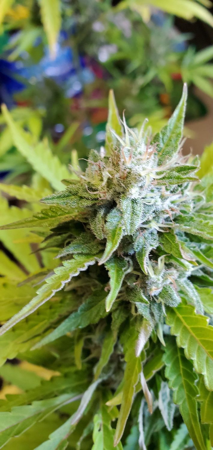 Purple Haze Strain Info / Purple Haze Weed By Crop King Seeds - GrowDiaries