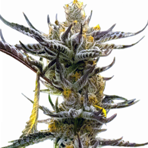 White Widow X Crystal Meth Autoflower Strain Info / White Widow X ...