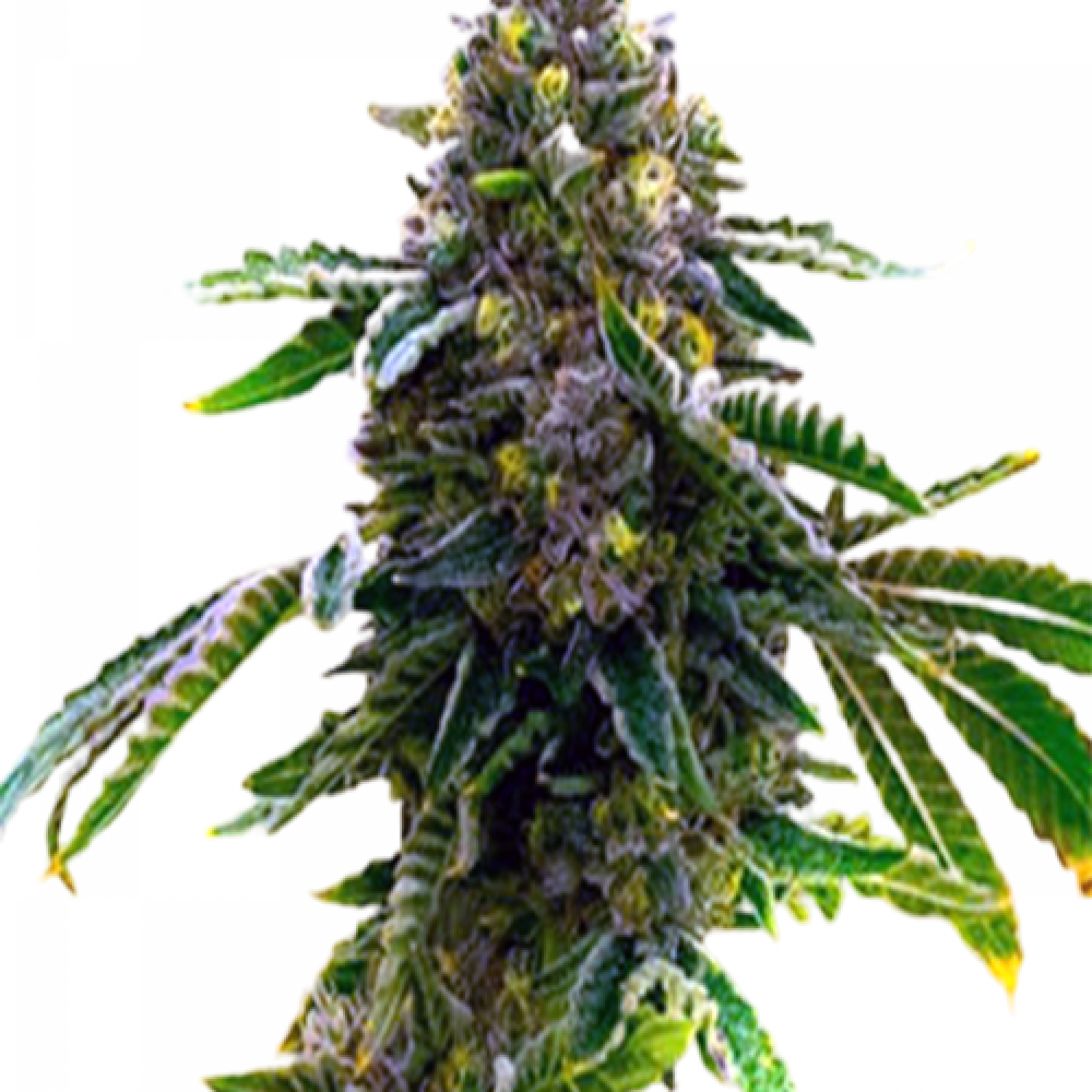 Alien Technology Fem Strain Info / Alien Technology Fem Weed By Crop ...