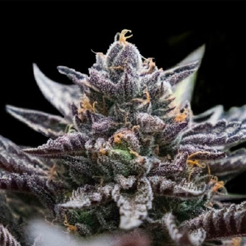 Double Chocolate Strain Info / Double Chocolate Weed By Canuk Seeds ...