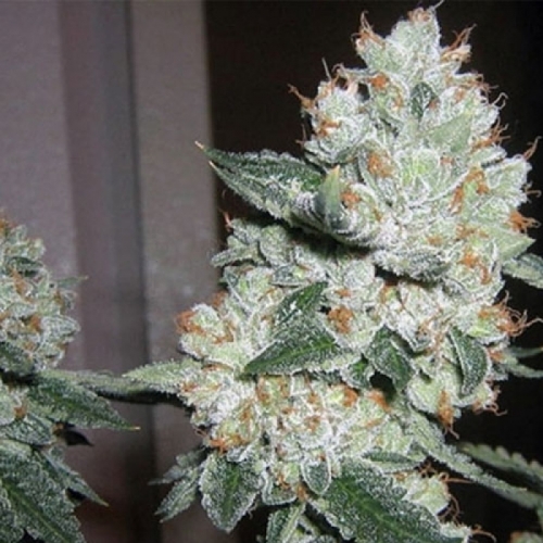 The True OG Strain Info / The True OG Weed By Canuk Seeds - GrowDiaries
