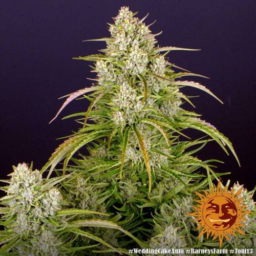Wedding Cake Auto Strain Info / Wedding Cake Auto Weed By Barney's Farm ...