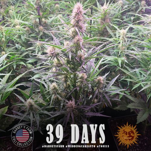 Wedding Cake Auto Strain Info / Wedding Cake Auto Weed By Barney's Farm ...