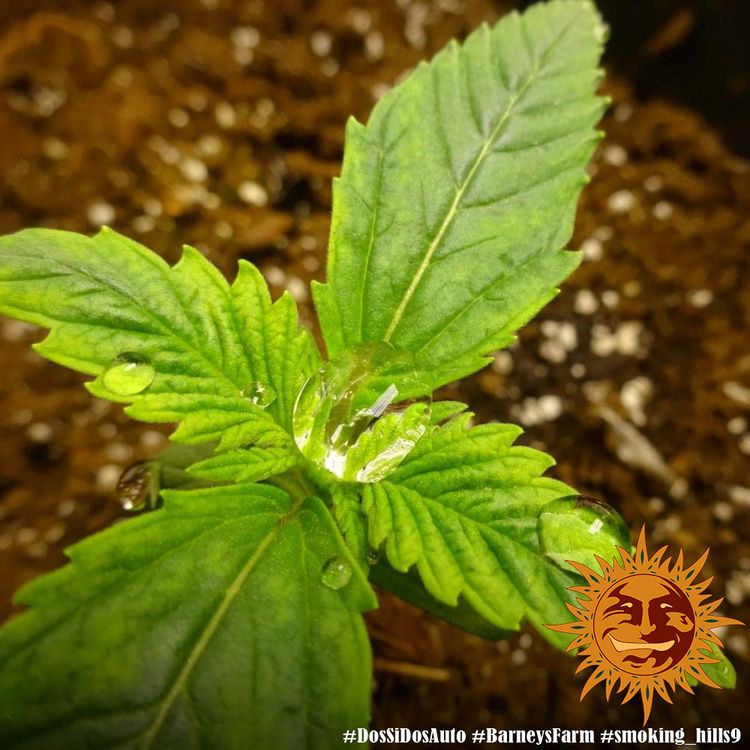 Dos Si Dos Auto Strain Info / Dos Si Dos Auto Weed By Barney's Farm - GrowDiaries