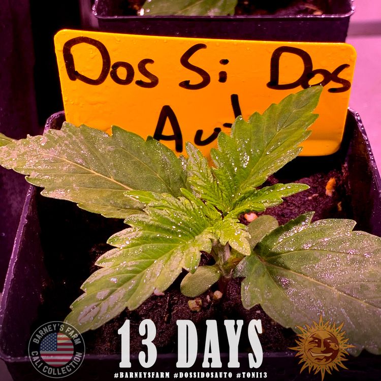 Dos Si Dos Auto Strain Info / Dos Si Dos Auto Weed By Barney's Farm - GrowDiaries