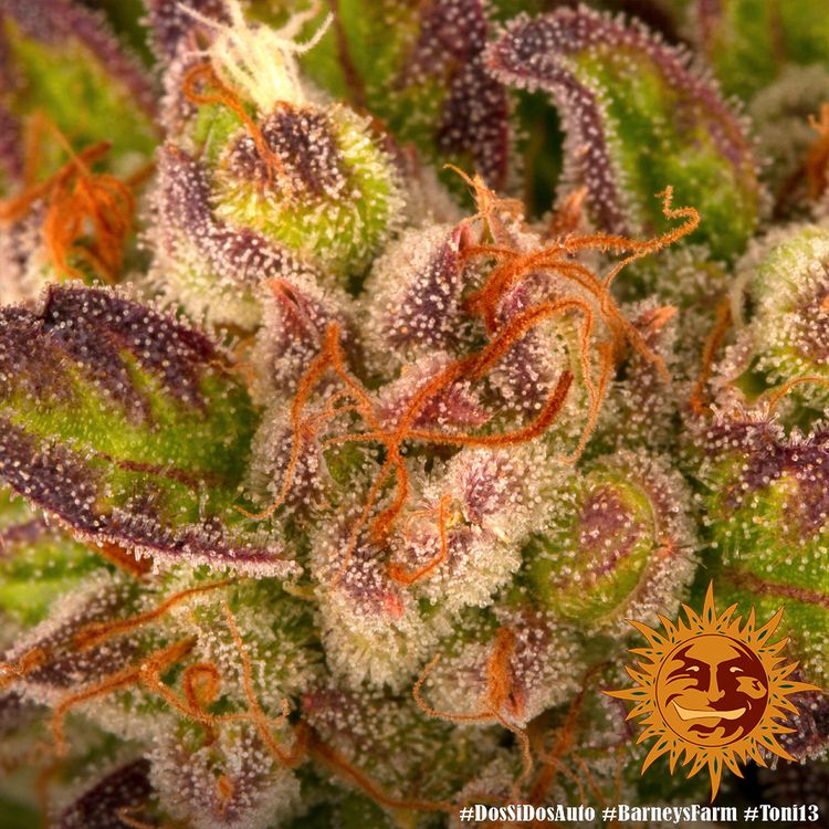 Dos Si Dos Auto Strain Info / Dos Si Dos Auto Weed By Barney's Farm - GrowDiaries