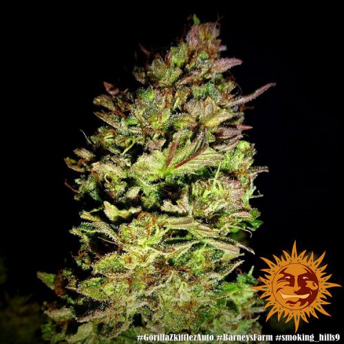 Gorilla Zkittlez Auto Strain Info / Gorilla Zkittlez Auto Weed By ...