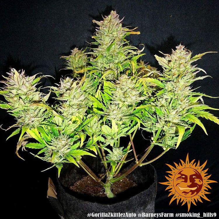 Gorilla Zkittlez Auto Strain Info / Gorilla Zkittlez Auto Weed By ...