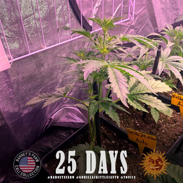 Gorilla Zkittlez Auto Strain Info / Gorilla Zkittlez Auto Weed By ...