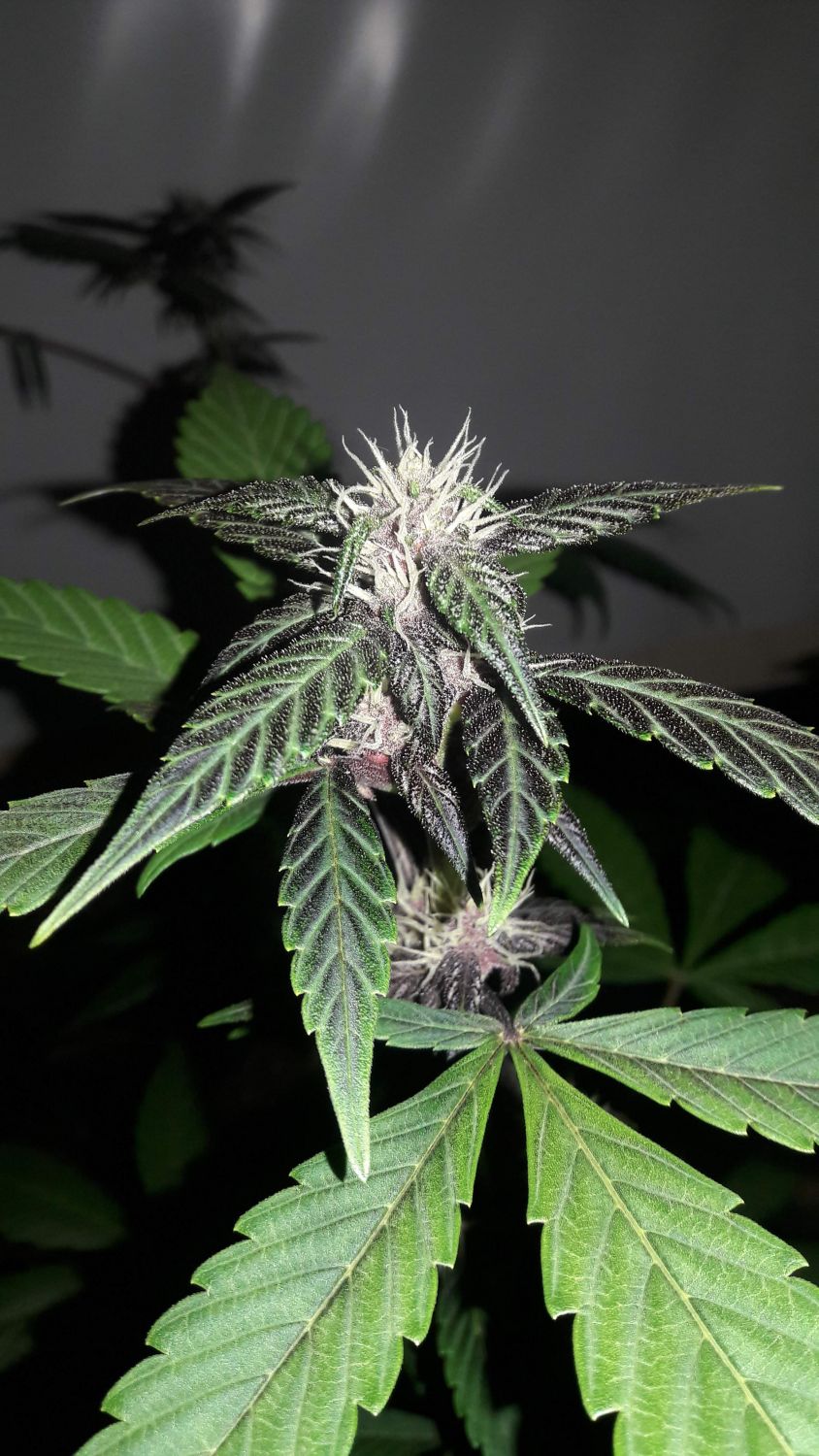 Red Skunk Auto Strain Info / Red Skunk Auto Weed By BSF Seeds - GrowDiaries