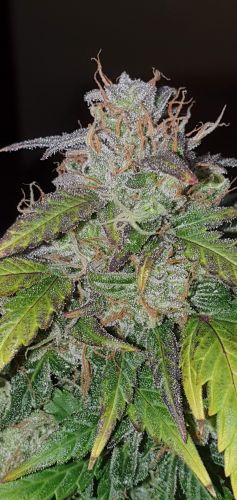 Critical +2 XXL Auto Strain Info / Critical +2 XXL Auto Weed By BSF ...
