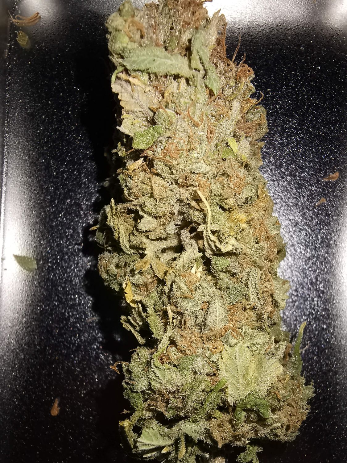 Banana Monkey Strain Info / Banana Monkey Weed By BulkSeedBank ...