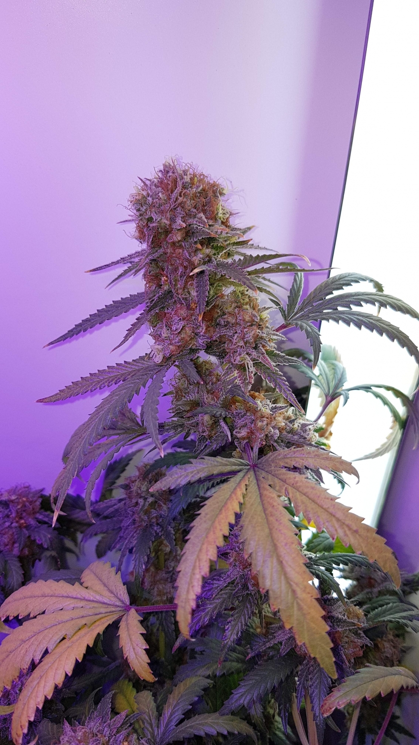 Northern Light Strain Info / Northern Light Weed By BulkSeedBank ...
