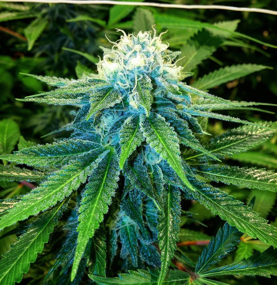 Sour Sunset Strain Info / Sour Sunset Weed By Crockett Family Farms ...