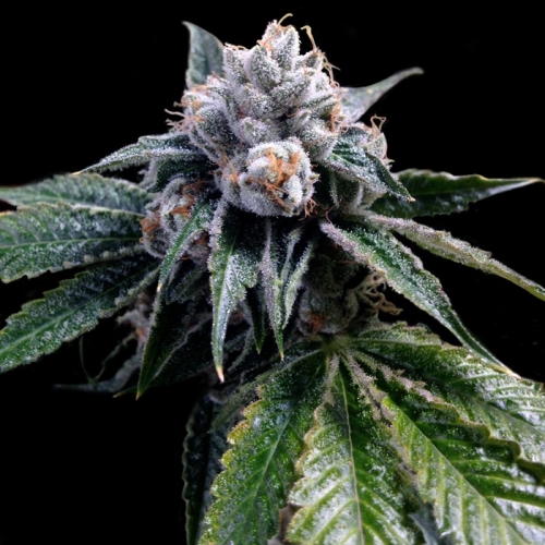 Lemon Walker Strain Info / Lemon Walker Weed By DNA Genetics - GrowDiaries