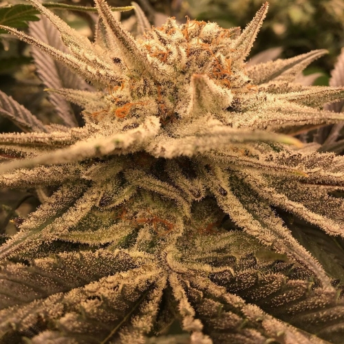 Ethos Apex R1 Strain Info / Ethos Apex R1 Weed By ETHOS Genetics ...