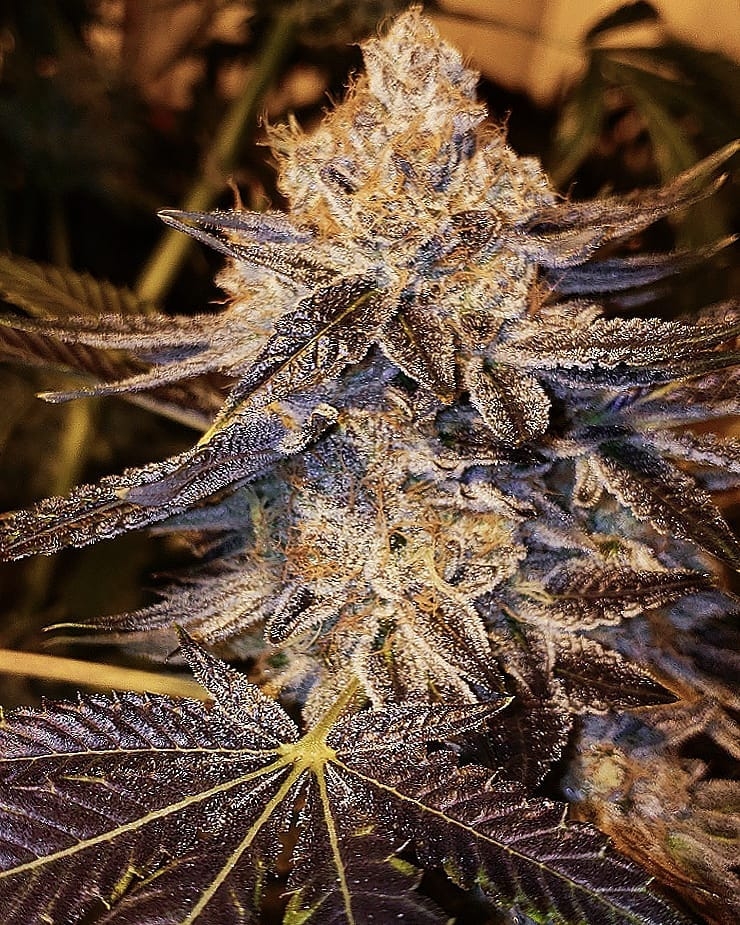 Candy Store R1 Strain Info / Candy Store R1 Weed By ETHOS Genetics ...