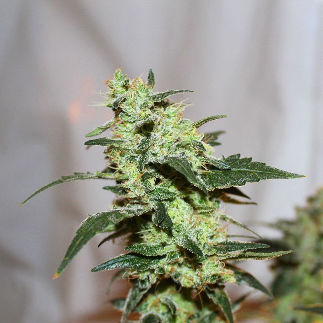 Monster Profit Strain Info / Monster Profit Weed By Heavyweight Seeds ...