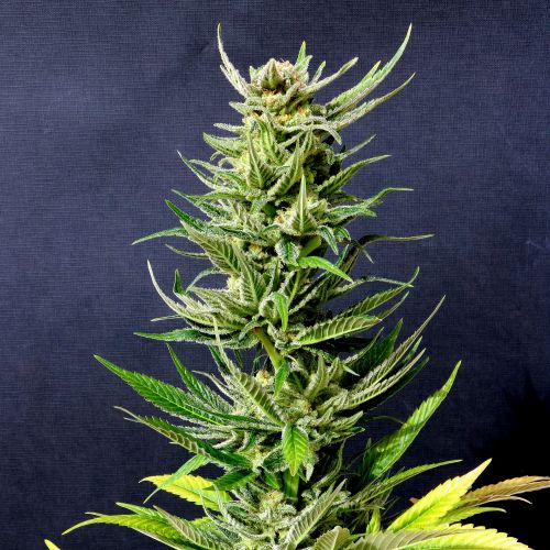 Karibbean Mango Strain Info / Karibbean Mango Weed By Kannabia Seed ...
