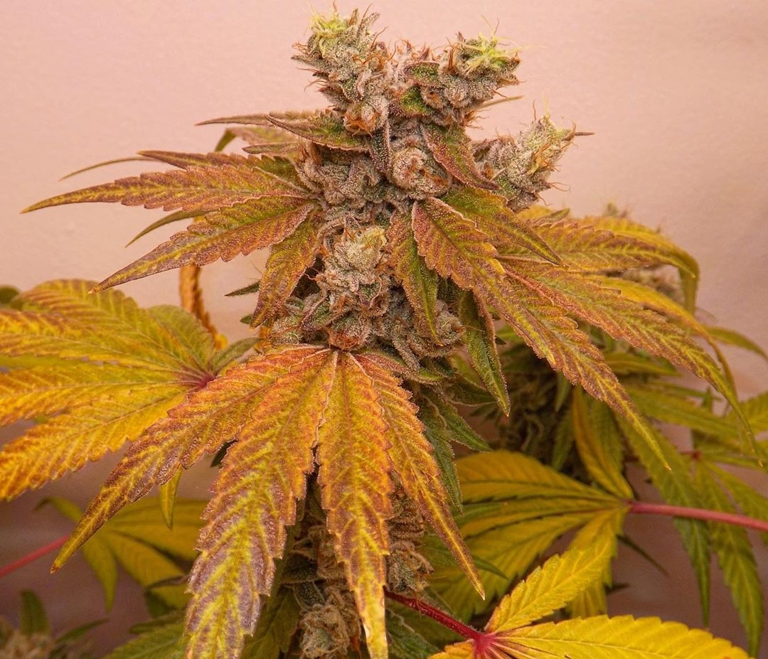 Banana Sundae Strain Info / Banana Sundae Weed By Cannarado Genetics ...