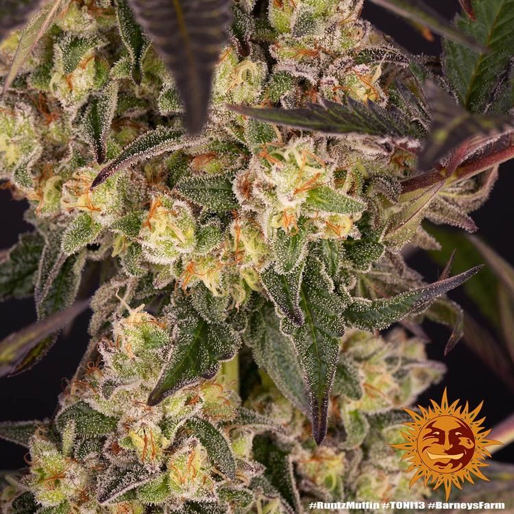Runtz Muffin Strain Info / Runtz Muffin Weed By Barney's Farm - GrowDiaries