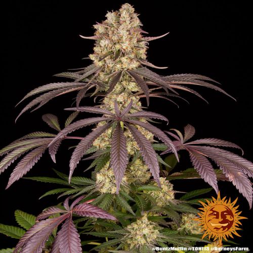 Runtz Muffin Strain Info / Runtz Muffin Weed By Barney's Farm - GrowDiaries