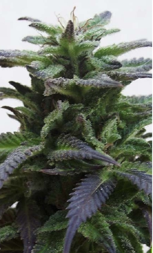 Runtz Feminized Strain Info / Runtz Feminized Weed By Pev Seeds - GrowDiaries