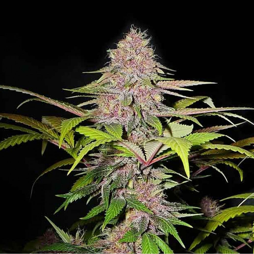 Star Pupil Strain Info / Star Pupil Weed By Mass Medical Strains - GrowDiaries