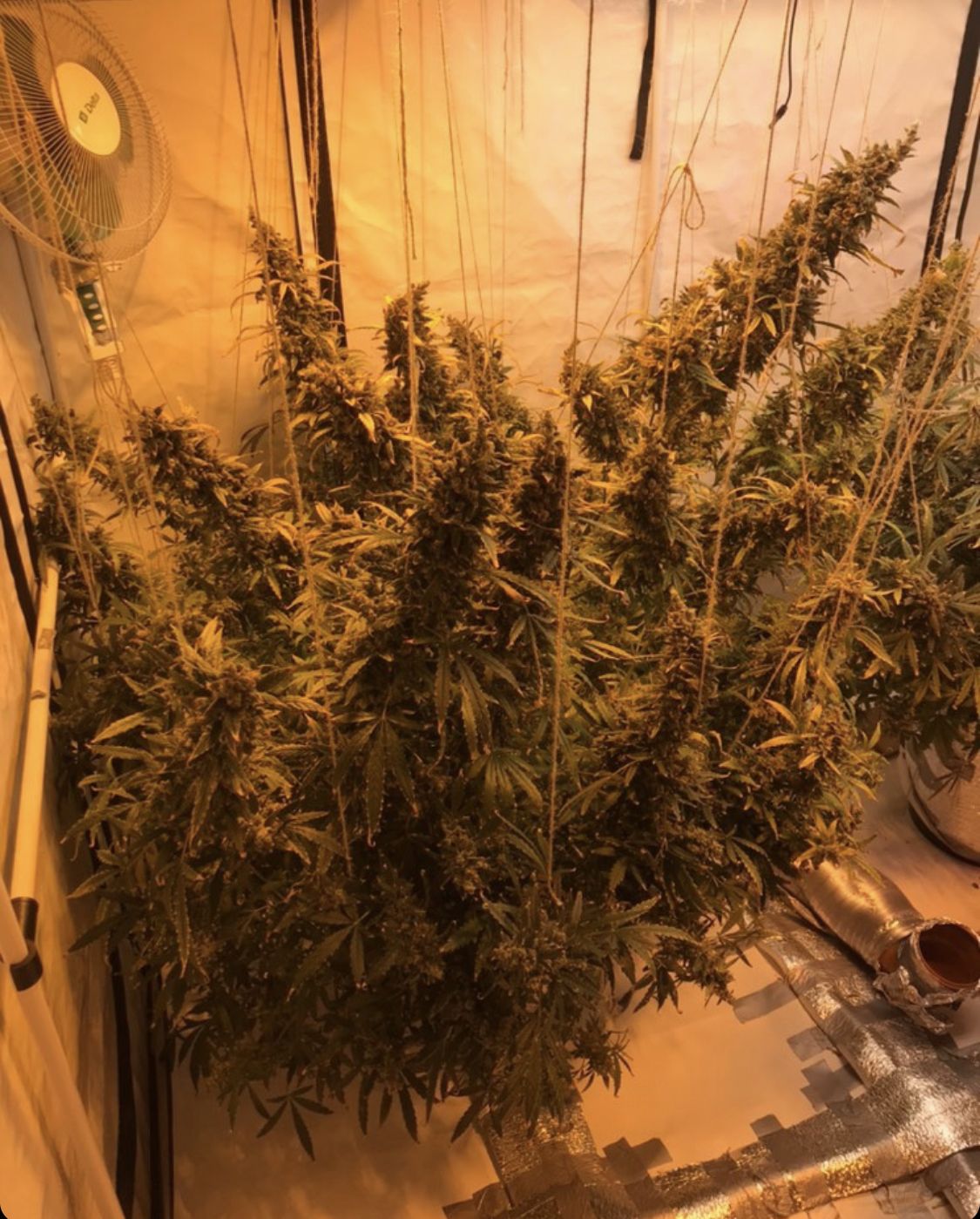 Auto Opium Strain Info / Auto Opium Weed By Divine Seeds - GrowDiaries