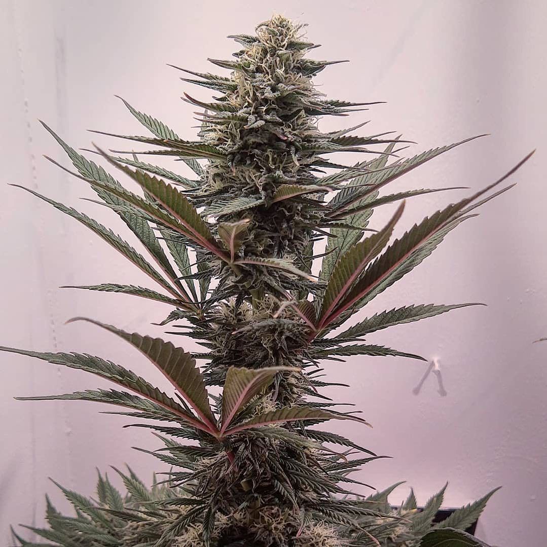 Green Tiger Strain Info / Green Tiger Weed By BSF Seeds - GrowDiaries