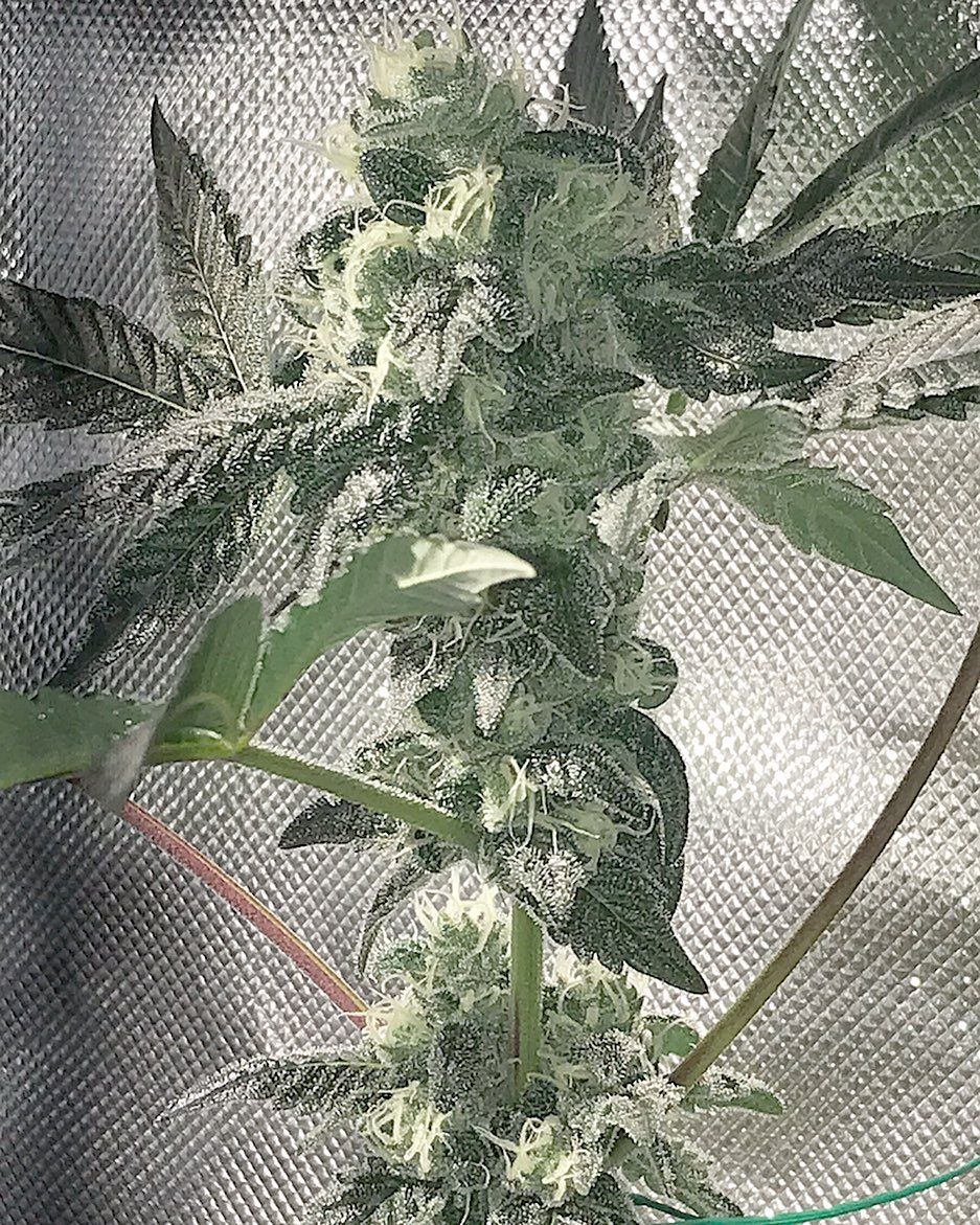 Double Cookies Strain Info / Double Cookies Weed By BSF Seeds - GrowDiaries