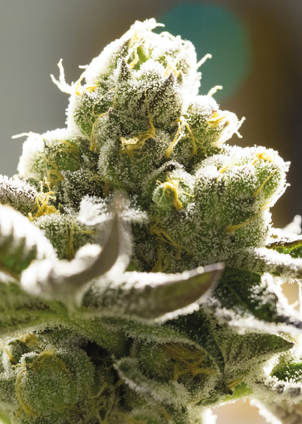 Orange Blossom Strain Info / Orange Blossom Weed By BSF Seeds - GrowDiaries