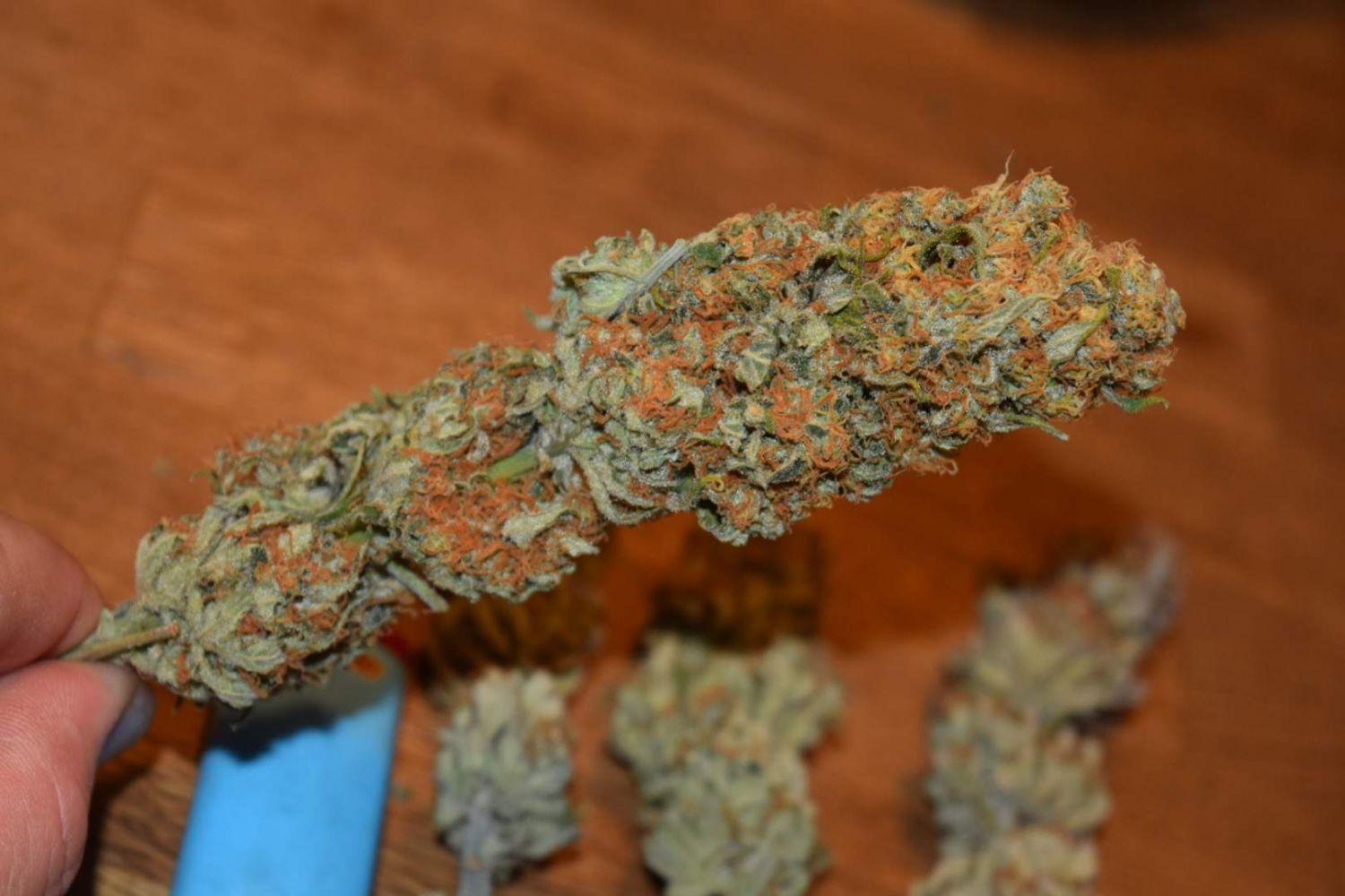 Gelato Samba Strain Info / Gelato Samba Weed By BulkSeedBank - GrowDiaries