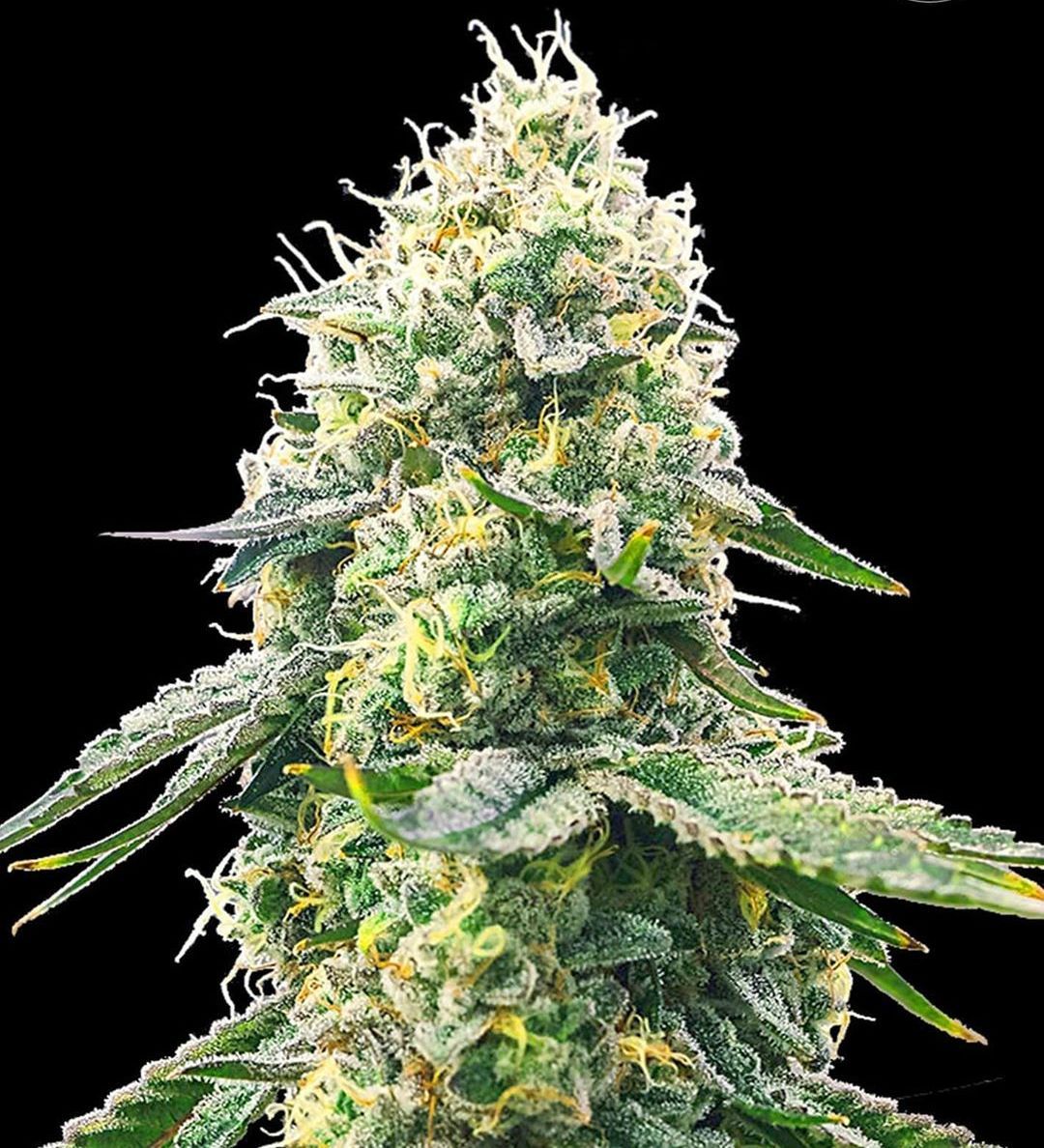 Gelato Samba Strain Info / Gelato Samba Weed By BulkSeedBank - GrowDiaries