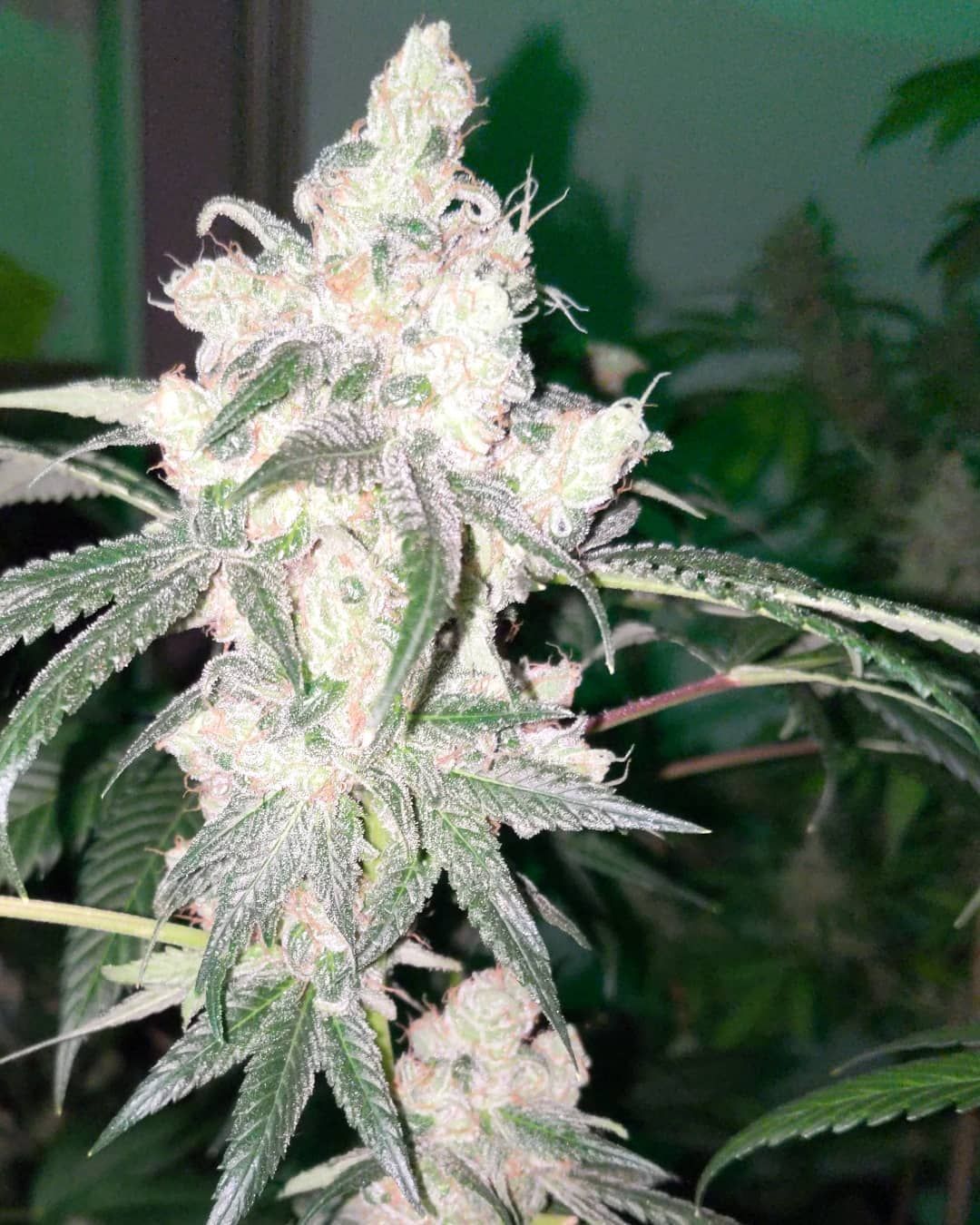 Monkey Bait Strain Info / Monkey Bait Weed By Cannarado Genetics ...