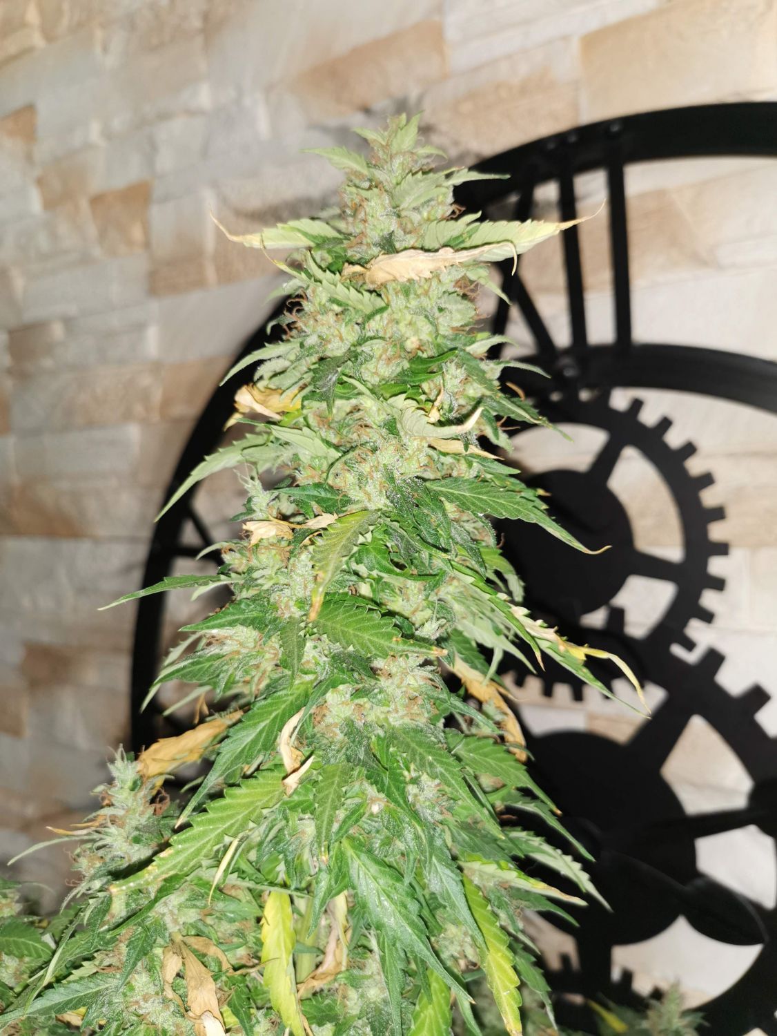357 Magnum AF Strain Info / 357 Magnum AF Weed By Ghost Farm - GrowDiaries